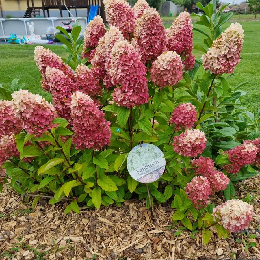 hydrangea paniculata pantheon